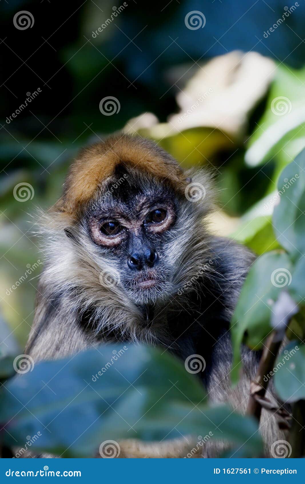 Spider Monkey stock image. Image of nature, monkey, inquisitive - 1627561