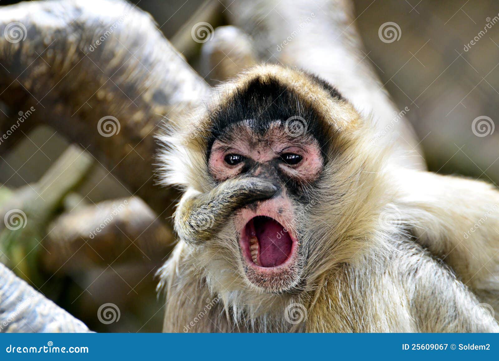 Spider Monkey stock image. Image of tail, funny, teeth - 25609067