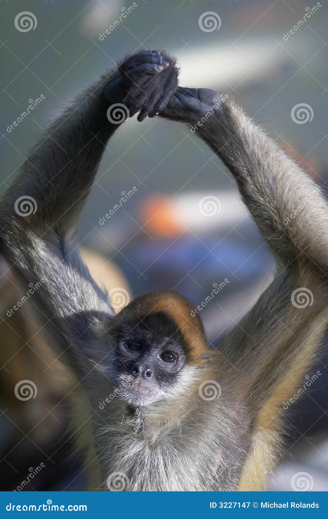 Spider Monkey stock image. Image of arms, monkey, stretching - 3227147