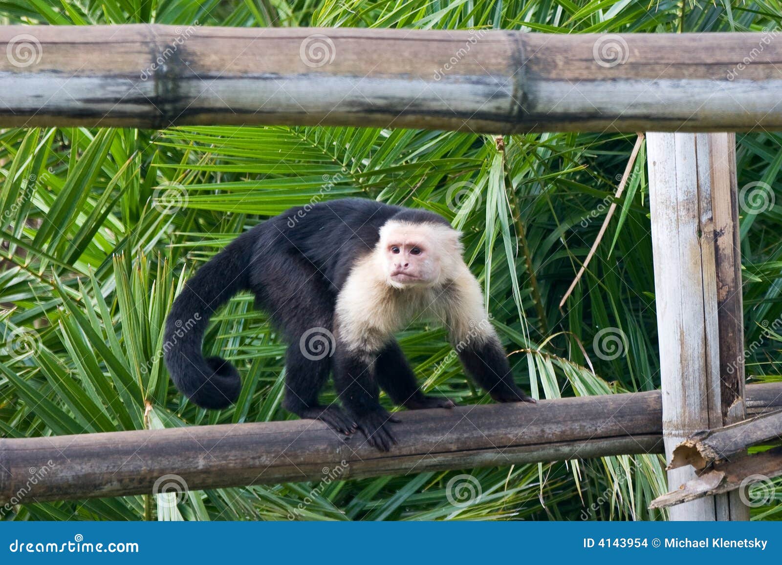 Spider Monkey stock photo. Image of wildlife, wild, cute - 4143954