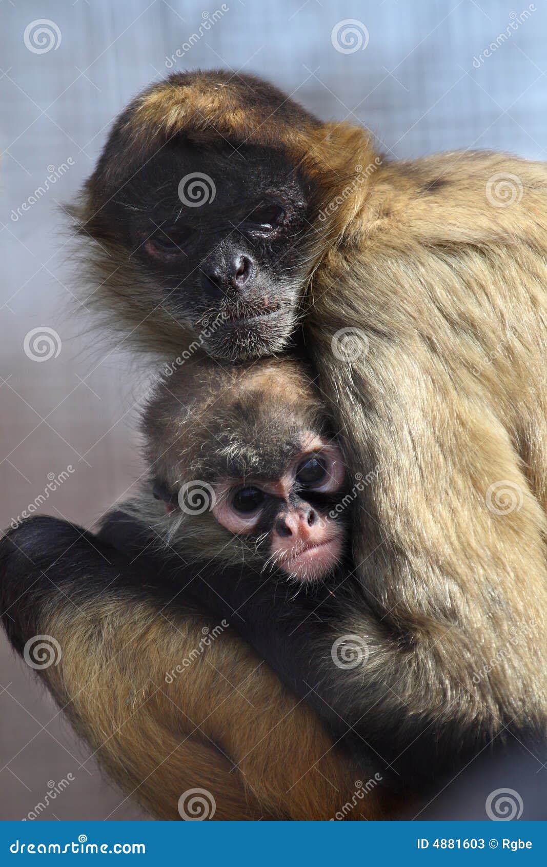 Spider monkey stock image. Image of cute, wildlife, lovely - 4881603