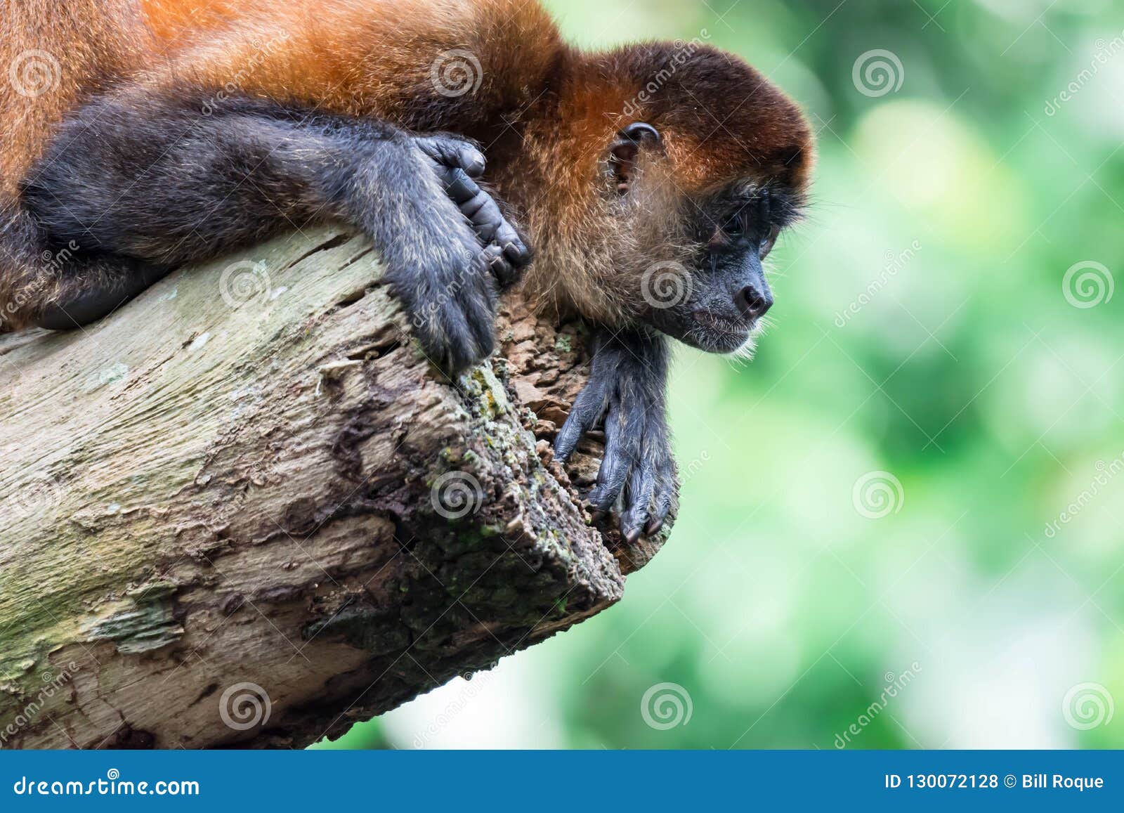 Spider Monkey Ateles Primate while Observing and Sitting on a Tr Stock ...