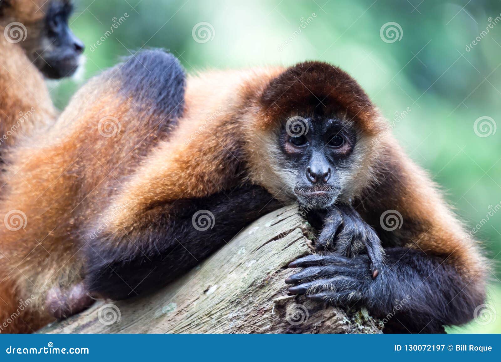 Spider Monkey Ateles Primate while Observing and Sitting on a Tr Stock ...