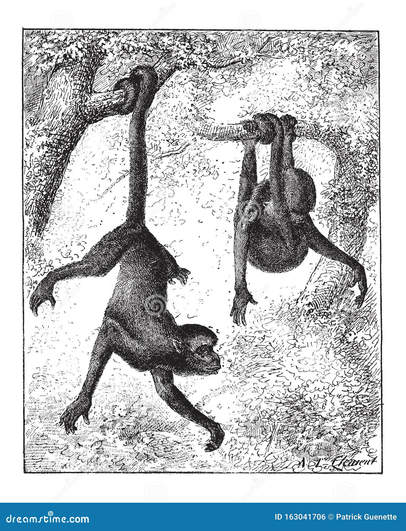 Spider Monkey Logo Line Vector Illustration | CartoonDealer.com #232448156