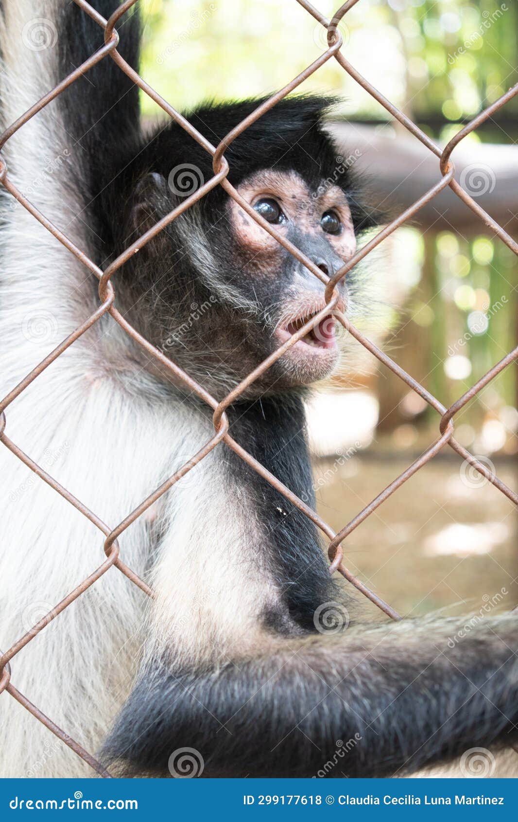 Spider Monkey in Captivity Hanging from a Fence Stock Photo - Image of ...