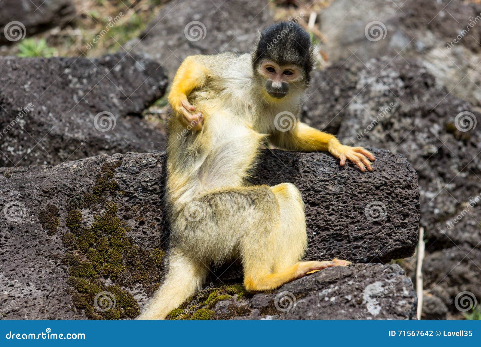 Spider monkey stock photo. Image of spider, monkey, pygmy - 71567642