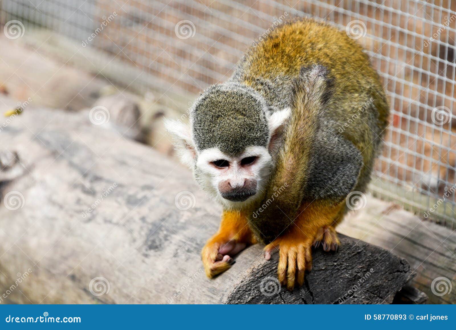 Spider Monkey Crouching stock image. Image of small, brown - 58770893