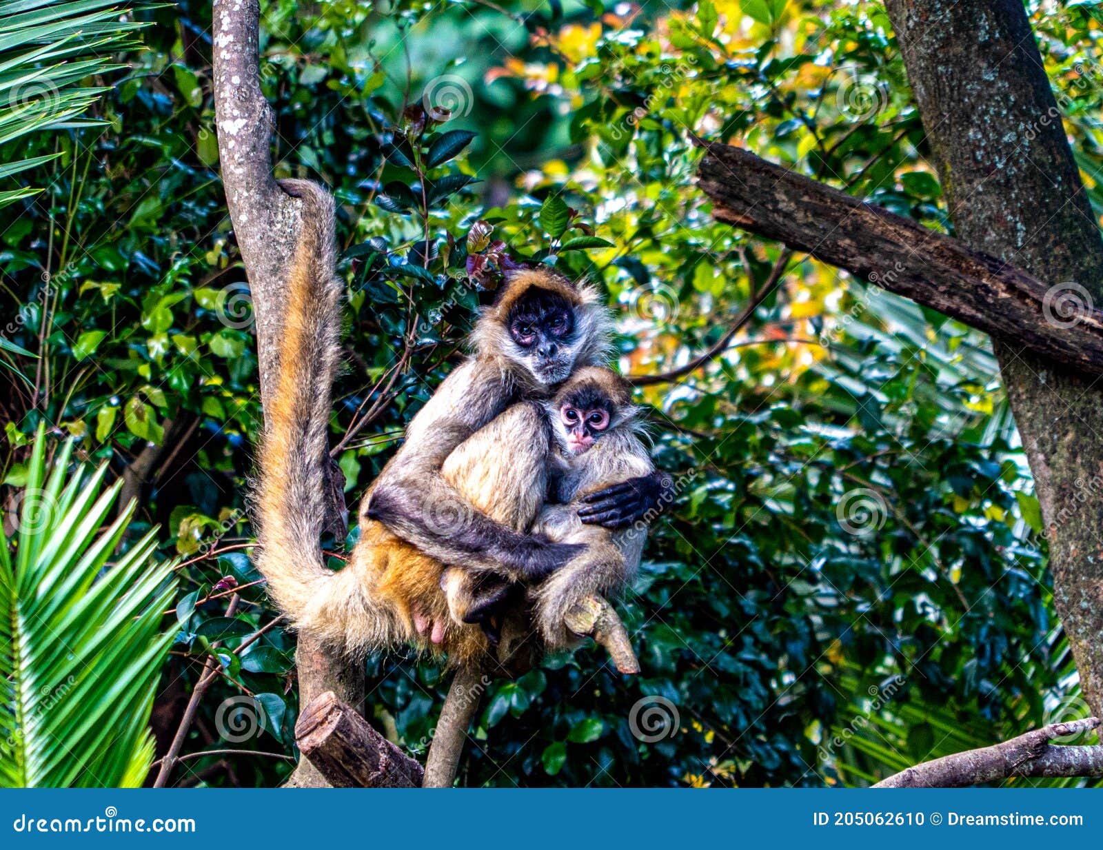 Spider Monkey Cuddling it S Young Stock Photo - Image of black ...
