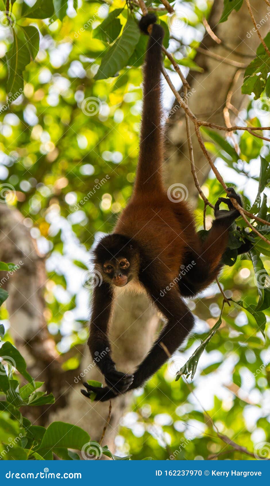 A Spider Monkey Dangling from a Tree Stock Photo - Image of mammal ...