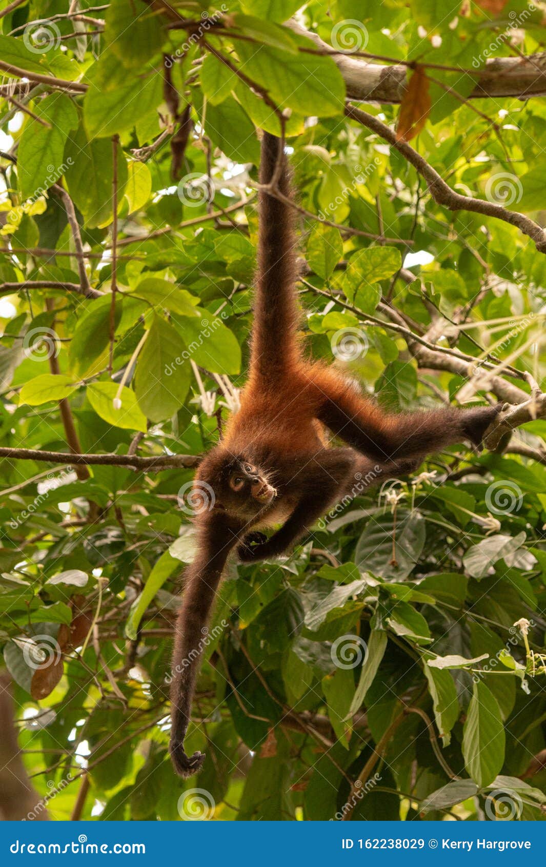 A Spider Monkey Dangling from a Tree Stock Image - Image of america ...