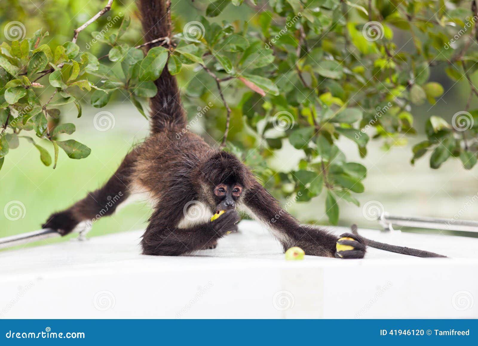 Spider Monkey Eating Guava stock photo. Image of animal - 41946120