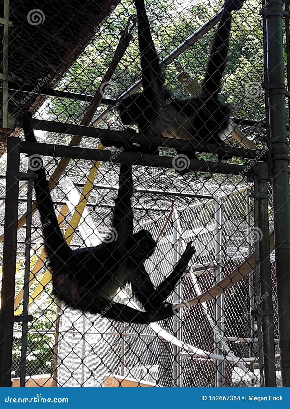 Spider Monkey hanging stock photo. Image of monkey, spider - 152667354