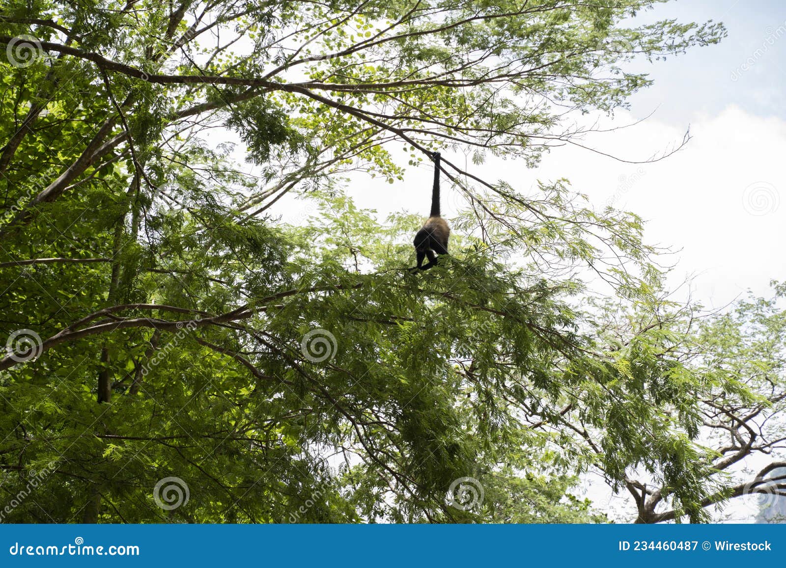 Spider Monkey Hanging from a Tree Stock Image - Image of nature, view ...
