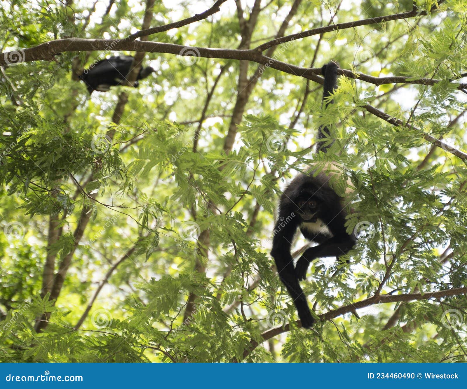 Spider Monkey Hanging from a Tree Stock Photo - Image of park, monkey ...