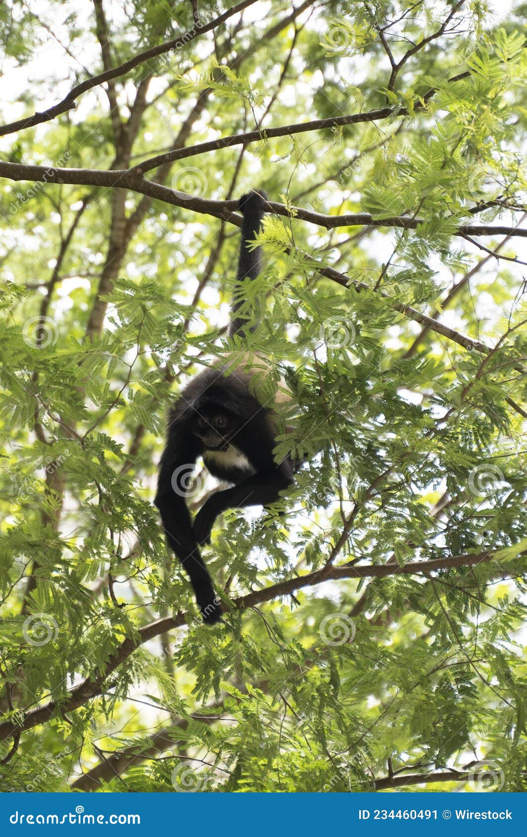 Spider Monkey Hanging from a Tree Stock Image - Image of cute, land ...
