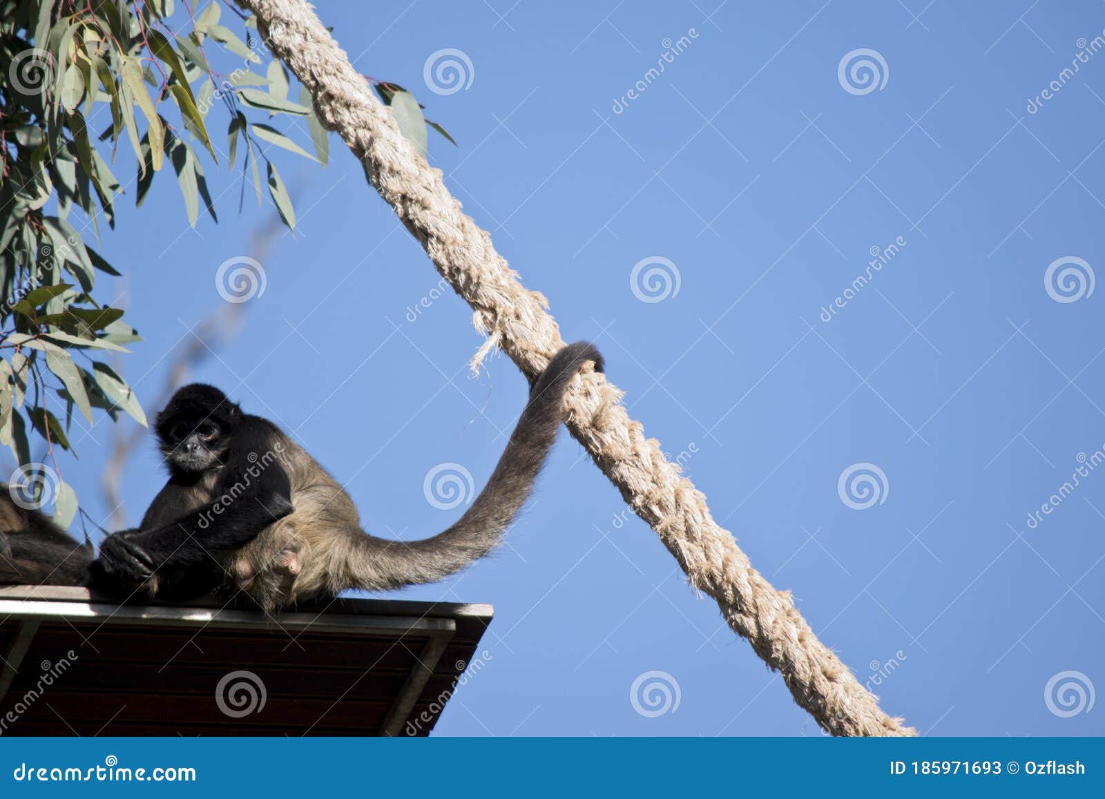 The Spider Monkey Has Its Tail Around the Rope Stock Image - Image of ...