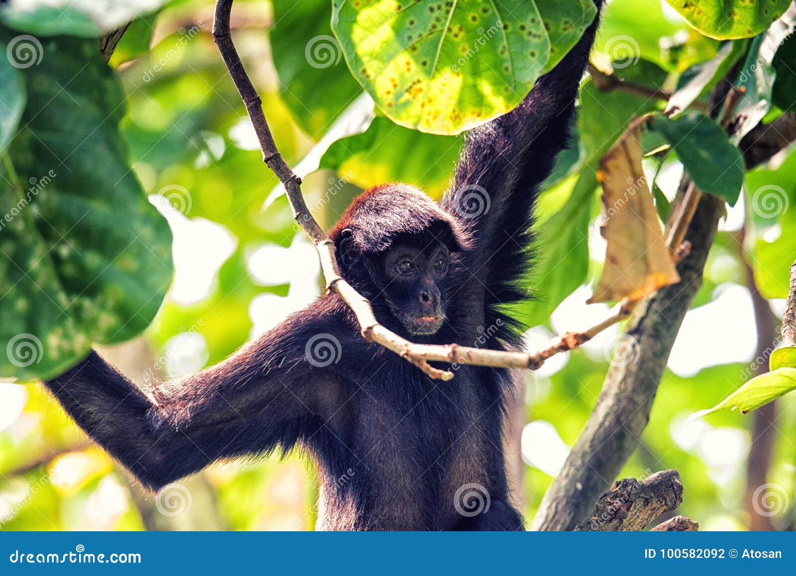 Colombian Spider Monkey stock photo. Image of animals - 100582092