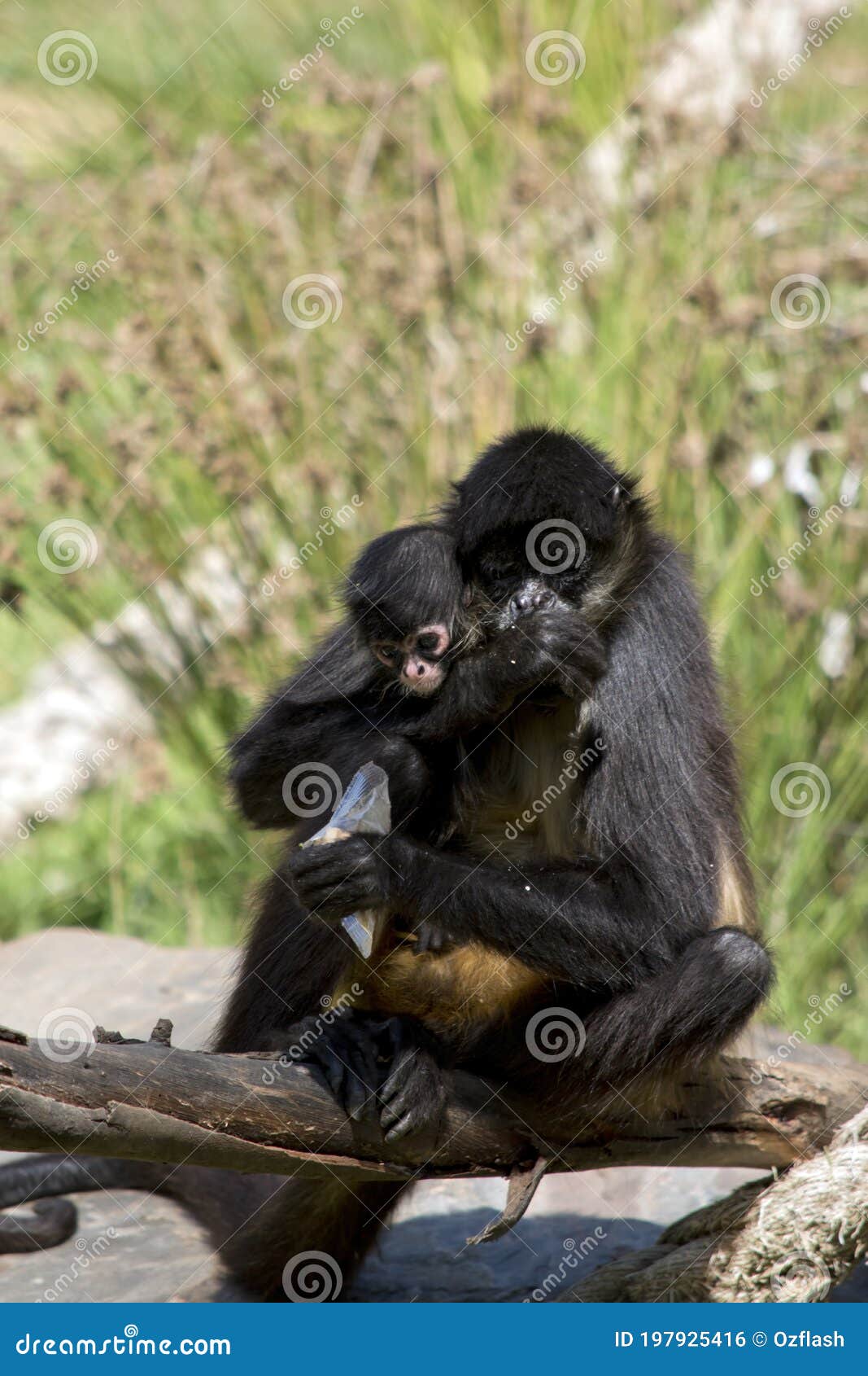 The Spider Monkey is Holding Her Young Monkey on a Tree Branch Stock ...