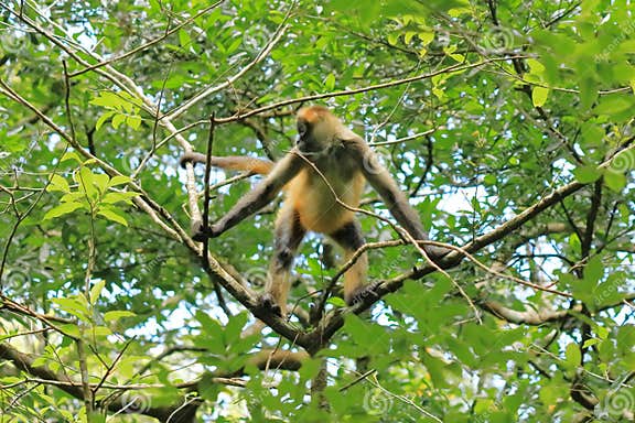 Spider Monkey Jumping on Branches in Costa Rica Stock Photo - Image of ...