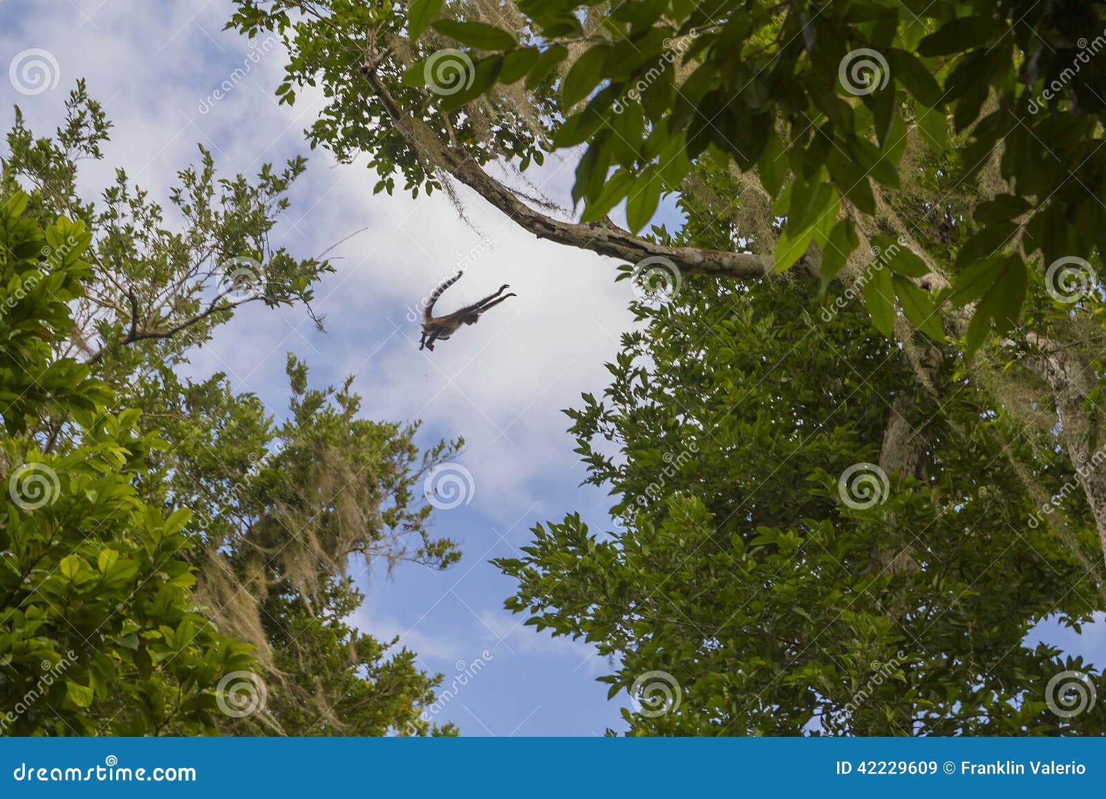 Spider Monkey Jumping stock image. Image of monkey, tree - 42229609