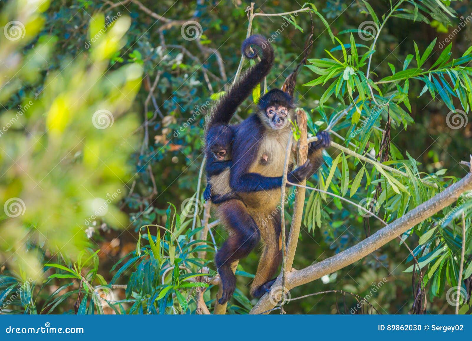 Spider monkey. Mexico stock photo. Image of brownmonkey - 89862030