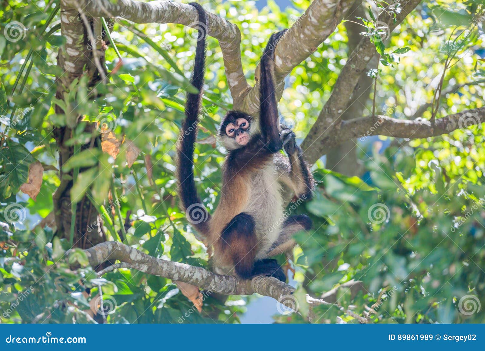 Spider monkey. Mexico stock image. Image of baby, colombian - 89861989