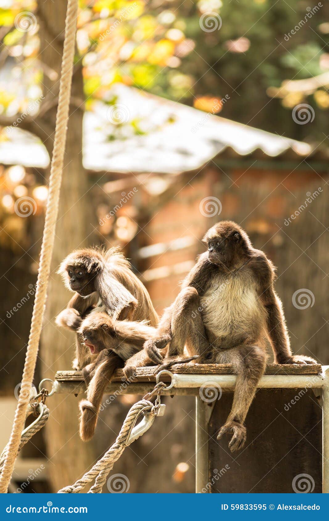 Spider monkey stock image. Image of south, green, exotic - 59833595