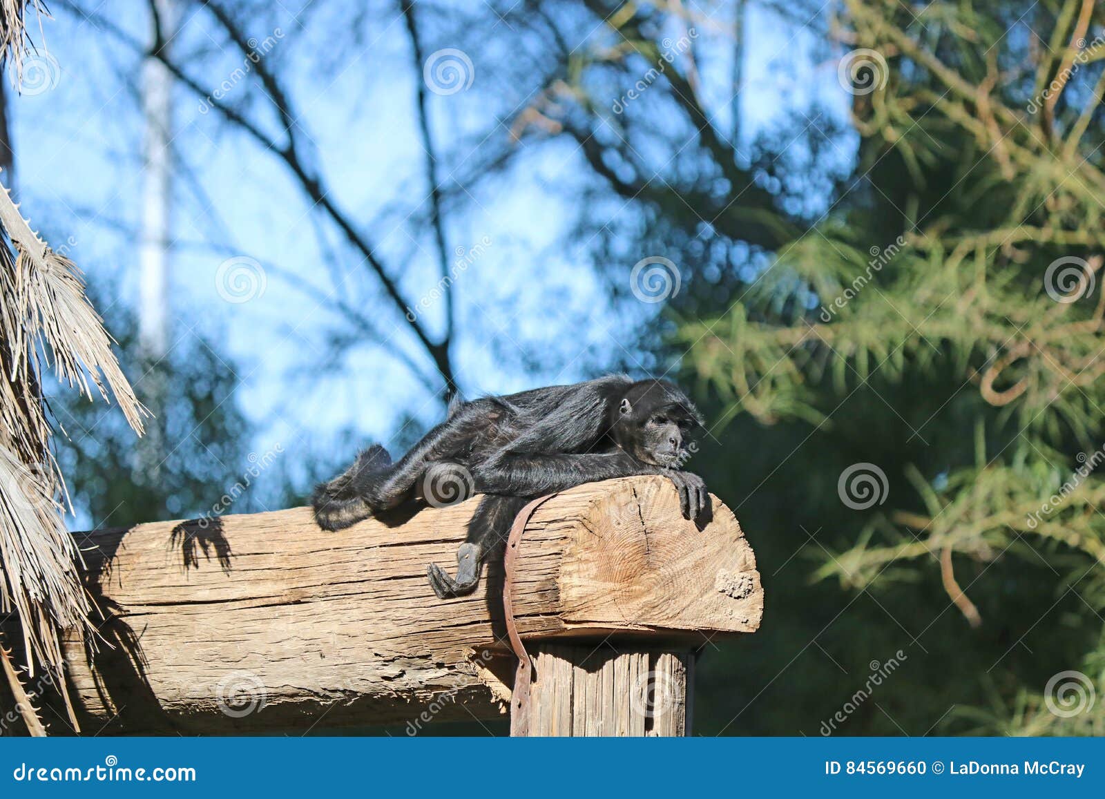 A Spider Monkey Relaxing and Laying Around Stock Photo - Image of ...
