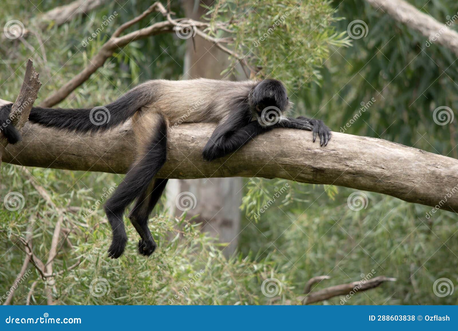 The Spider Monkey is Resting Stock Photo - Image of tail, move: 288603838