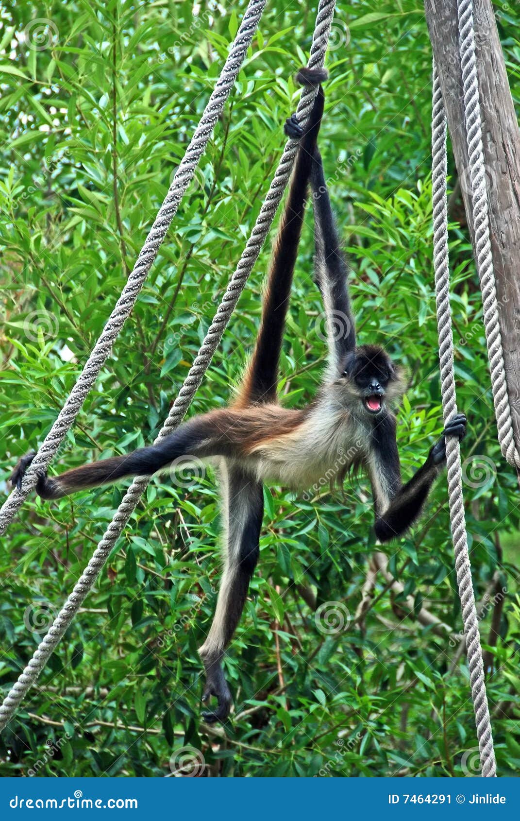 Spider monkey on rope #1 stock image. Image of intelligent - 7464291