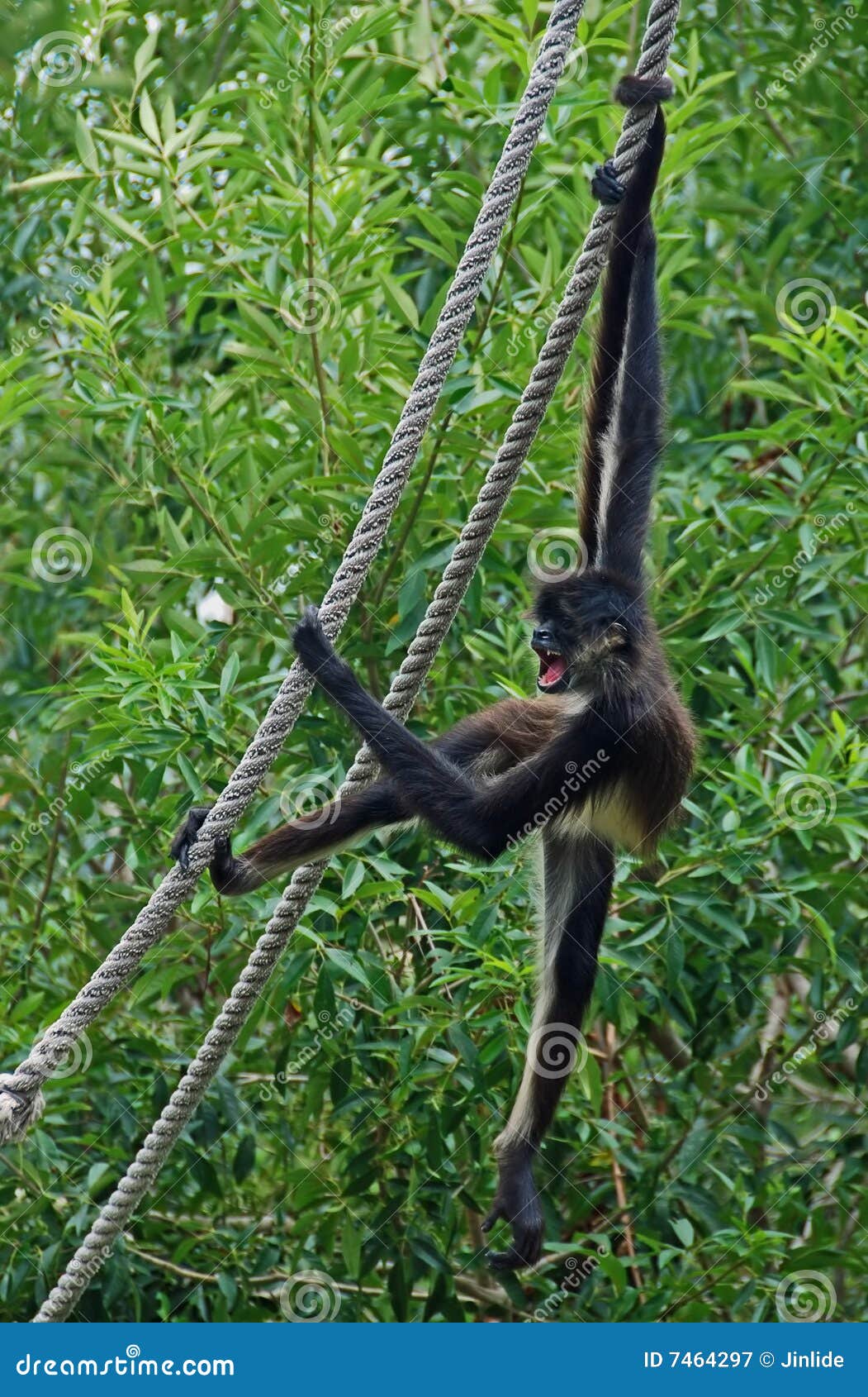 Spider Monkey on rope #2 stock image. Image of protection - 7464297