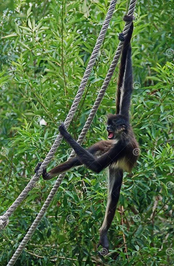 Spider Monkey on rope #2 stock image. Image of protection - 7464297