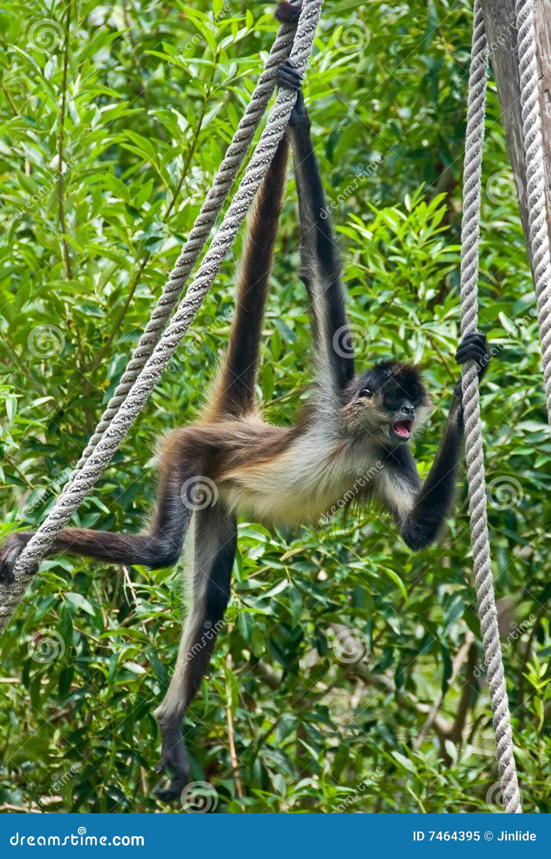 Spider monkey on rope #3 stock image. Image of intelligent - 7464395