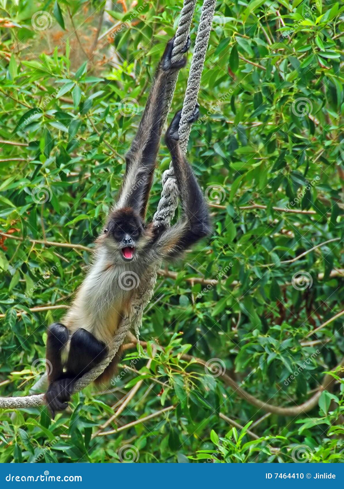 Spider monkey on rope #4 stock photo. Image of limb, spider - 7464410