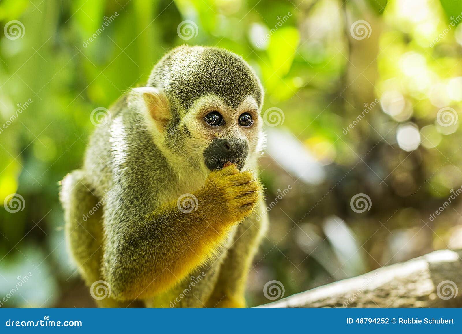 Spider Monkey Scene stock photo. Image of primate, animal - 48794252
