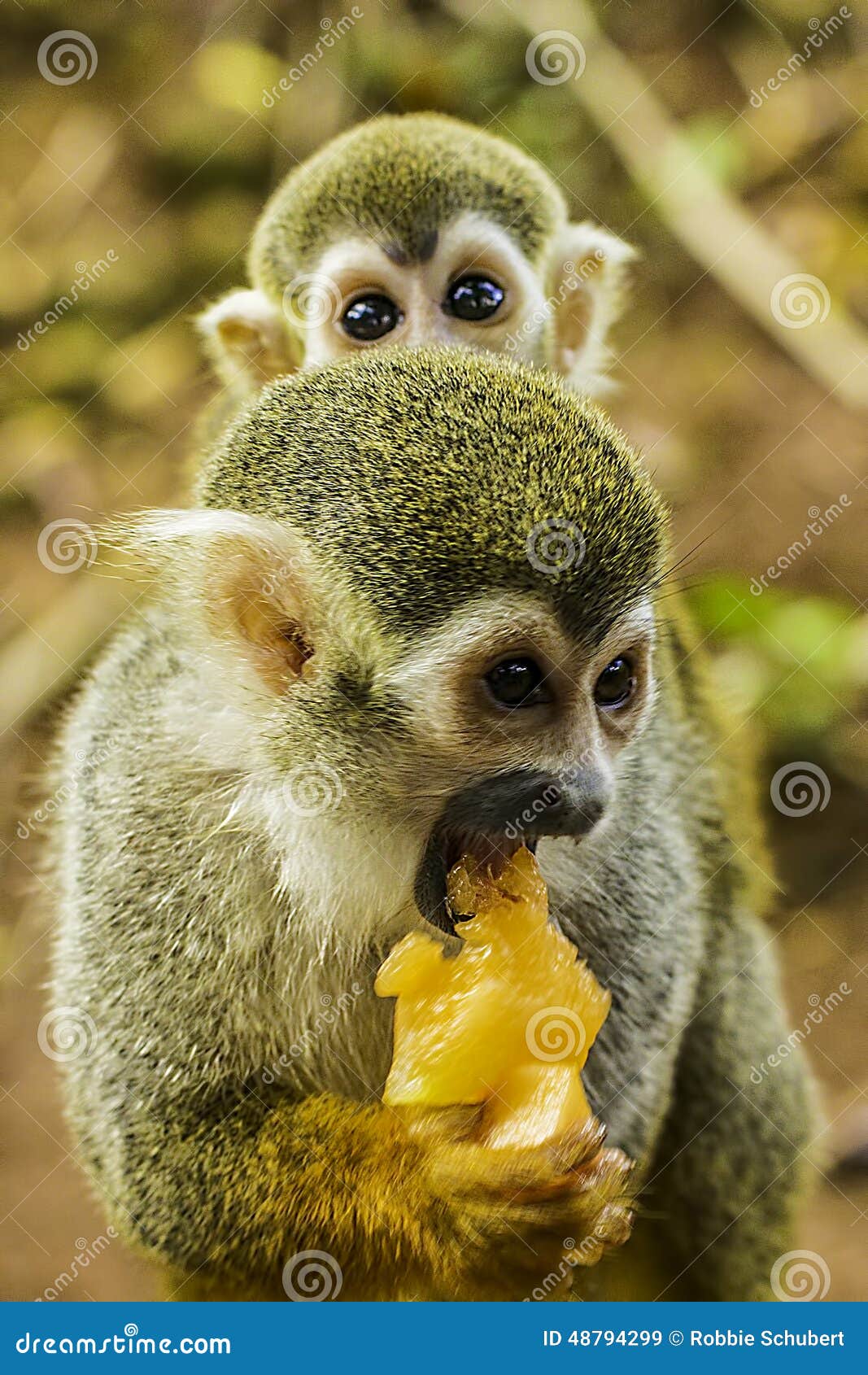 Spider Monkey Scene stock image. Image of climb, world - 48794299