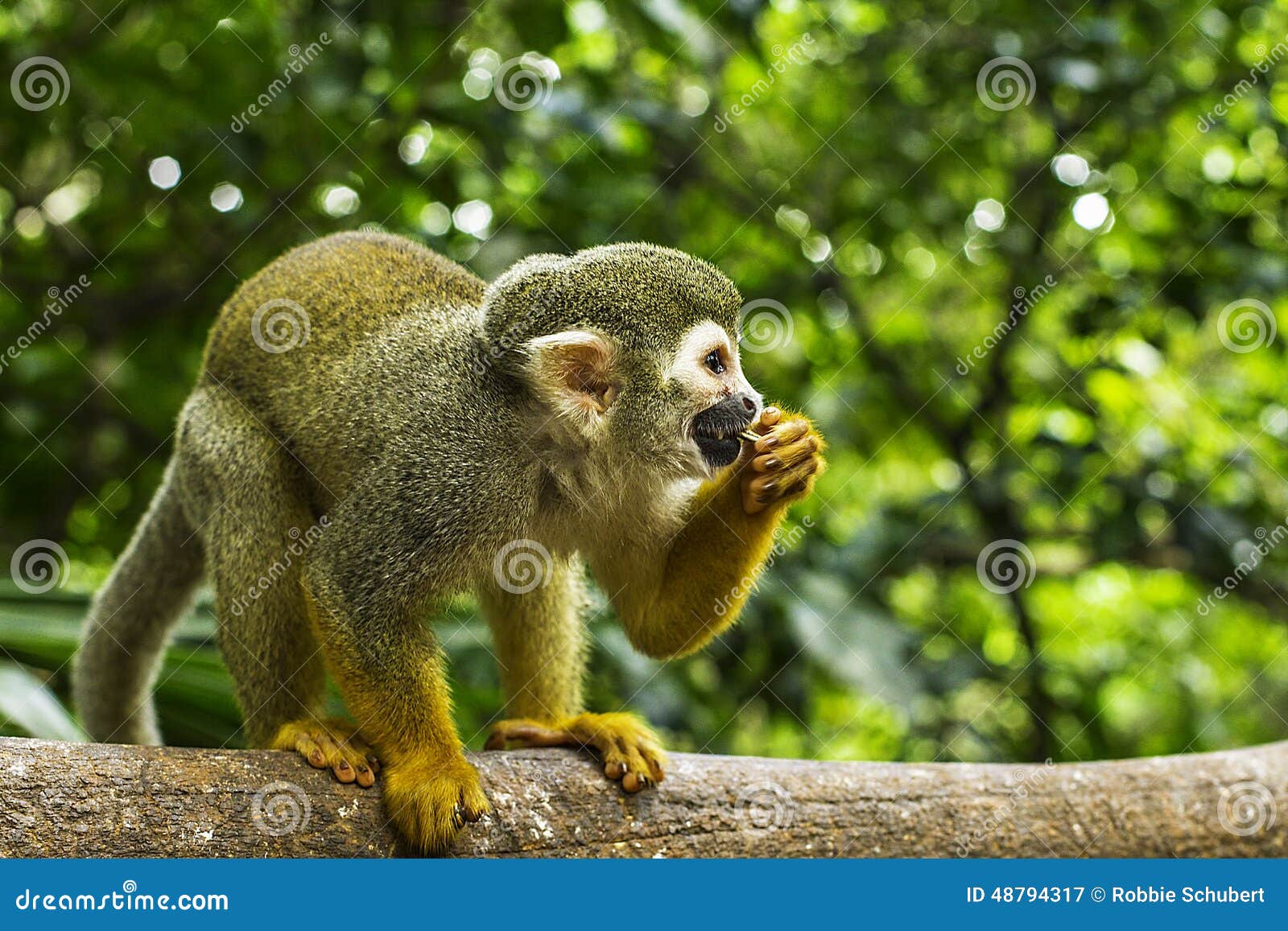 Spider Monkey Scene stock image. Image of climb, eyes - 48794317
