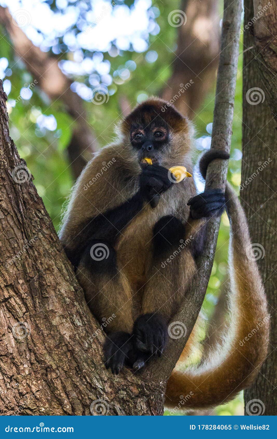 Spider monkey snacking stock image. Image of america - 178284065
