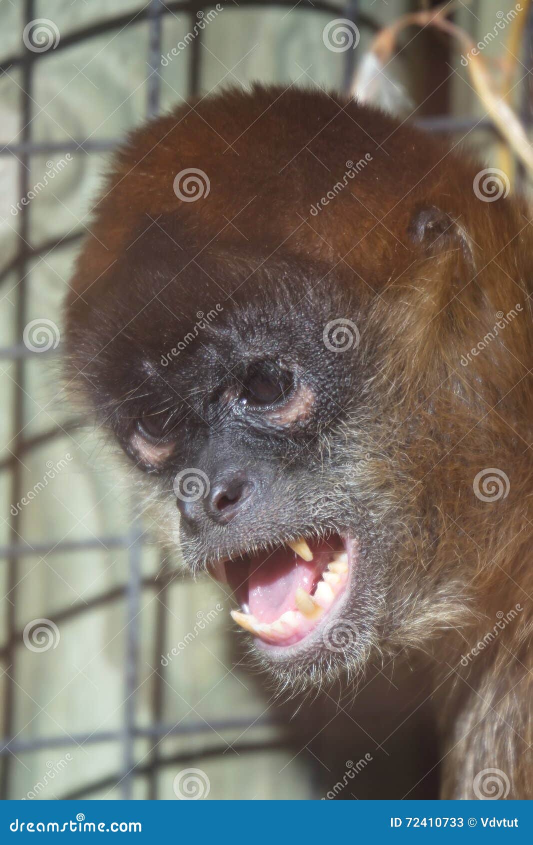 Spider Monkey stock image. Image of eyes, macaca, character - 72410733