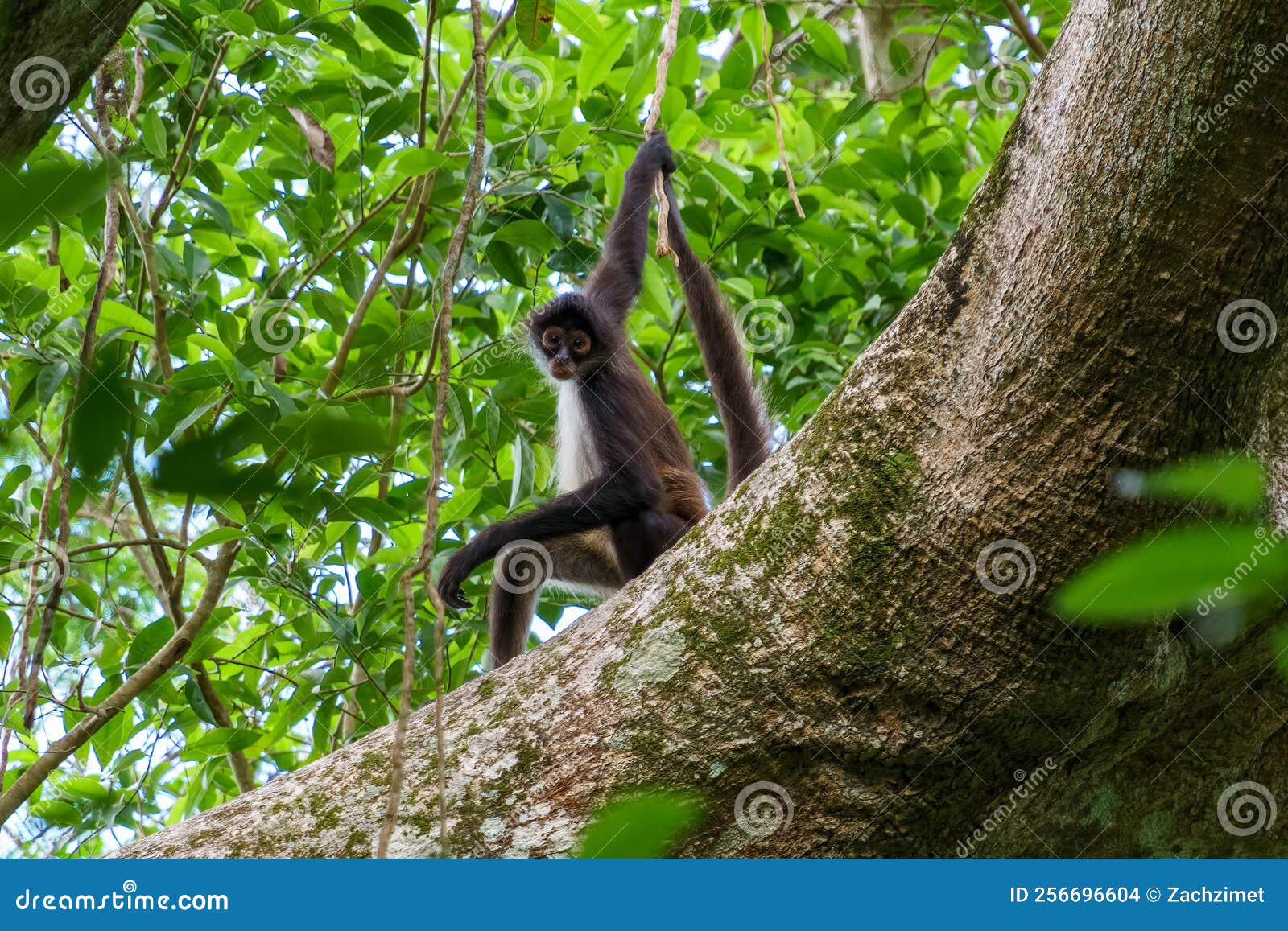 Spider Monkey on a Tree Holding Onto a Vine with Both it S Tail and ...