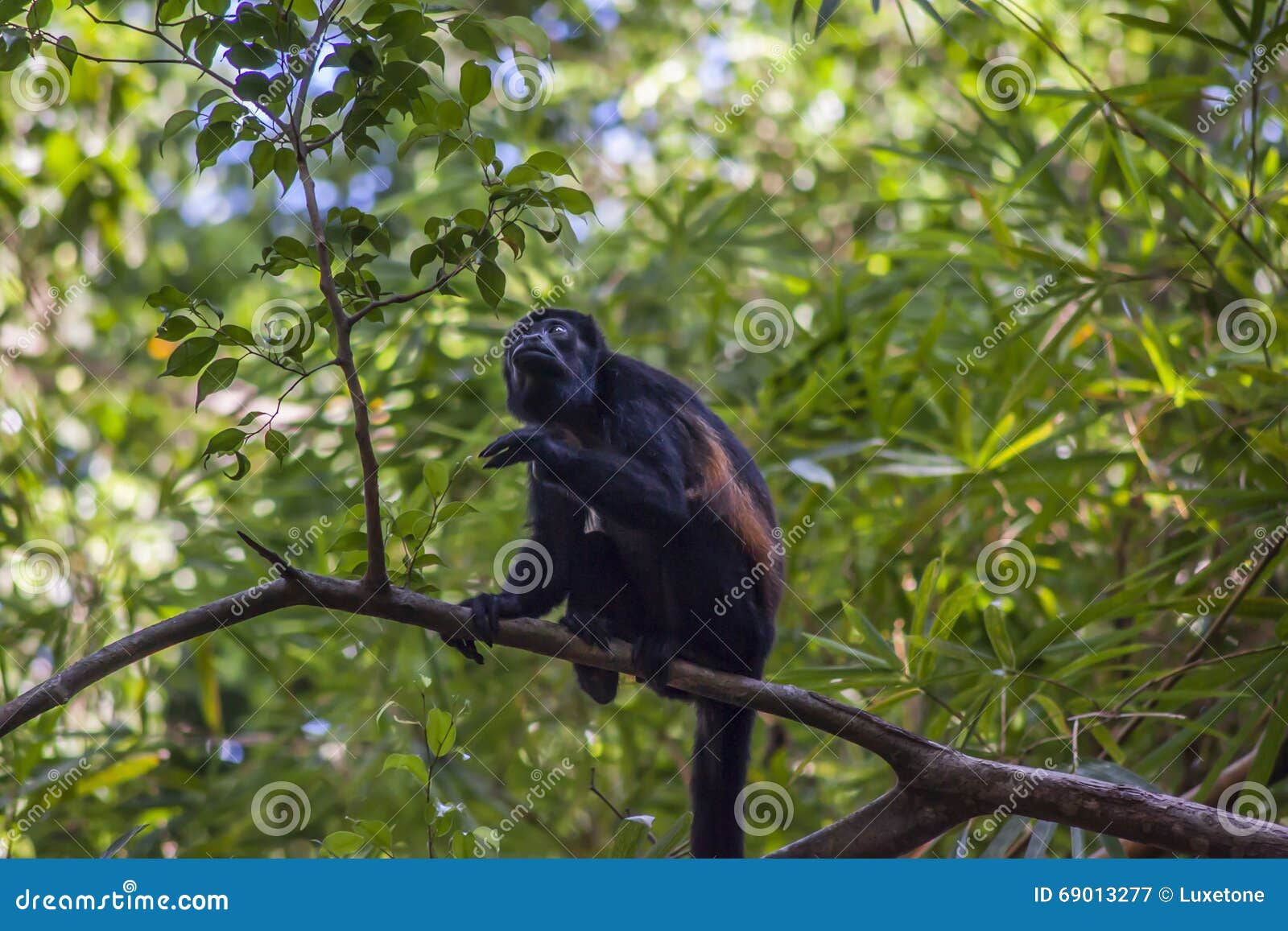 Spider Monkey in tree stock image. Image of beautiful - 69013277