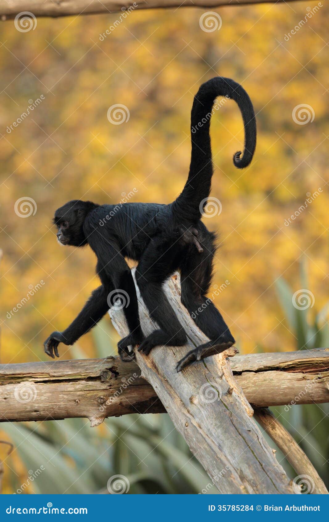 Spider monkey. stock photo. Image of sharp, monkey, monkeys - 35785284