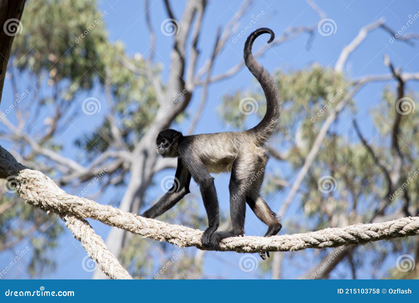 The Spider Monkey is Walking Across a Rope Stock Photo - Image of ...