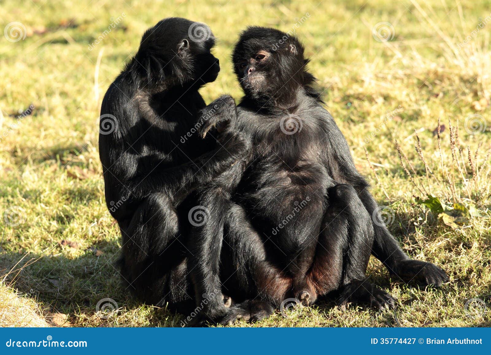 Spider Monkeys Roaming Around Their Enclosure Royalty-Free Stock Photo ...