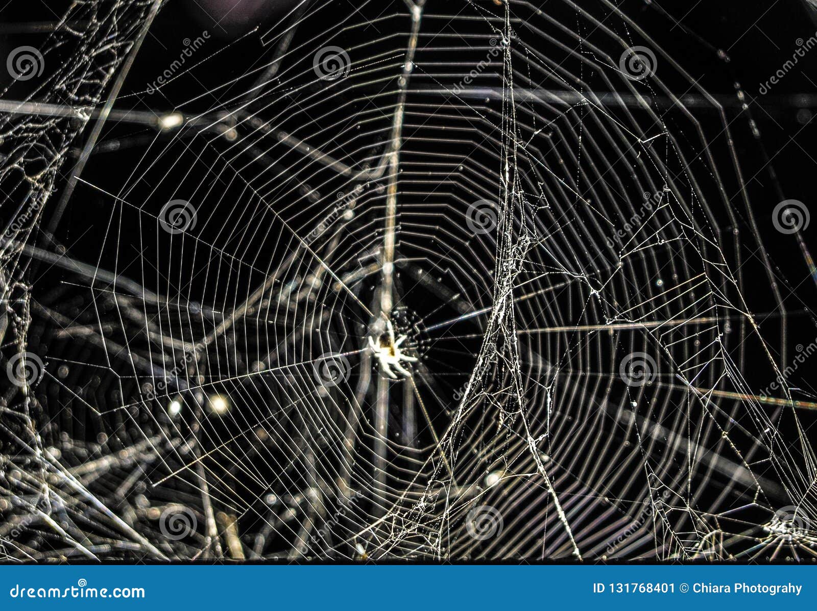 Spiderweb Web Webcob Grass Nature Sunshine Enchanting Magical Stock ...