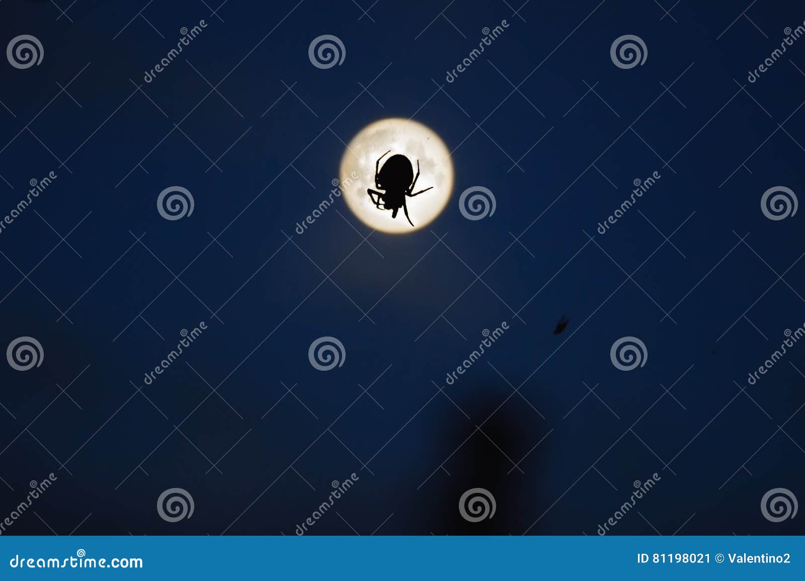 Spider and moon stock image. Image of scary, insect, black - 81198021