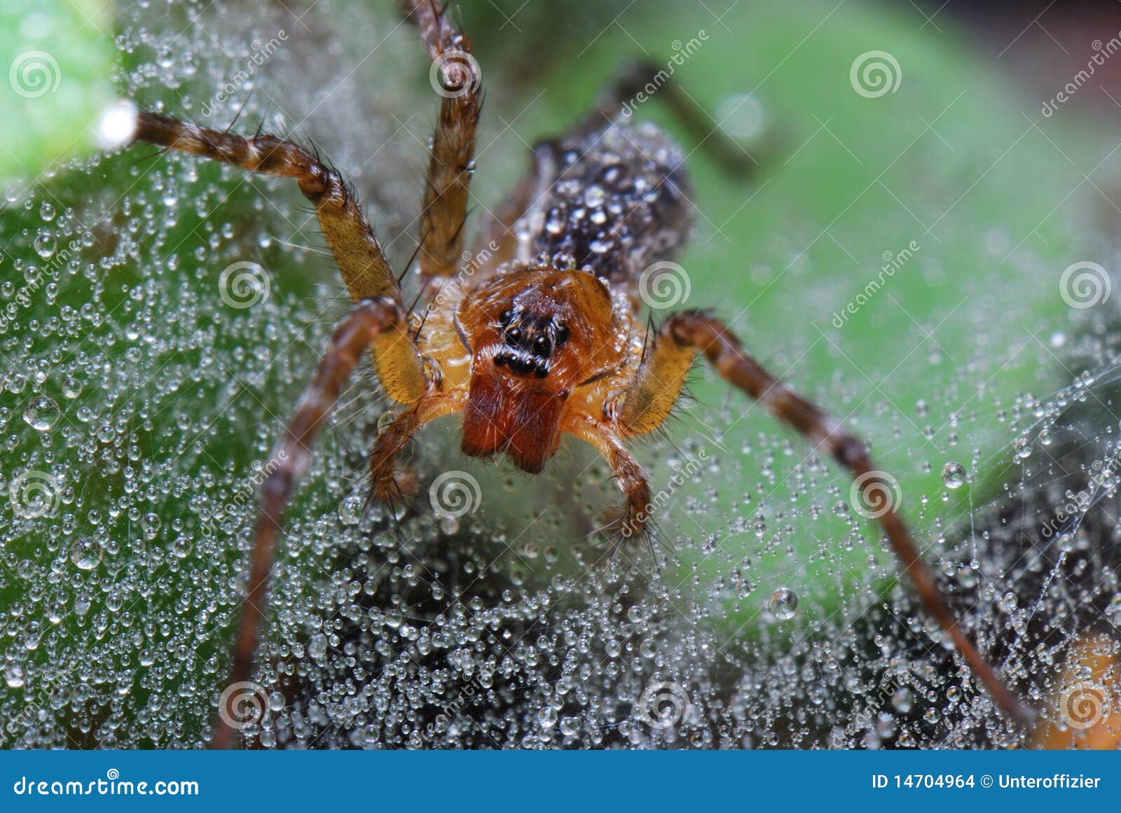 Spider On A Web In Morning Tropical Forest Stock Photography ...