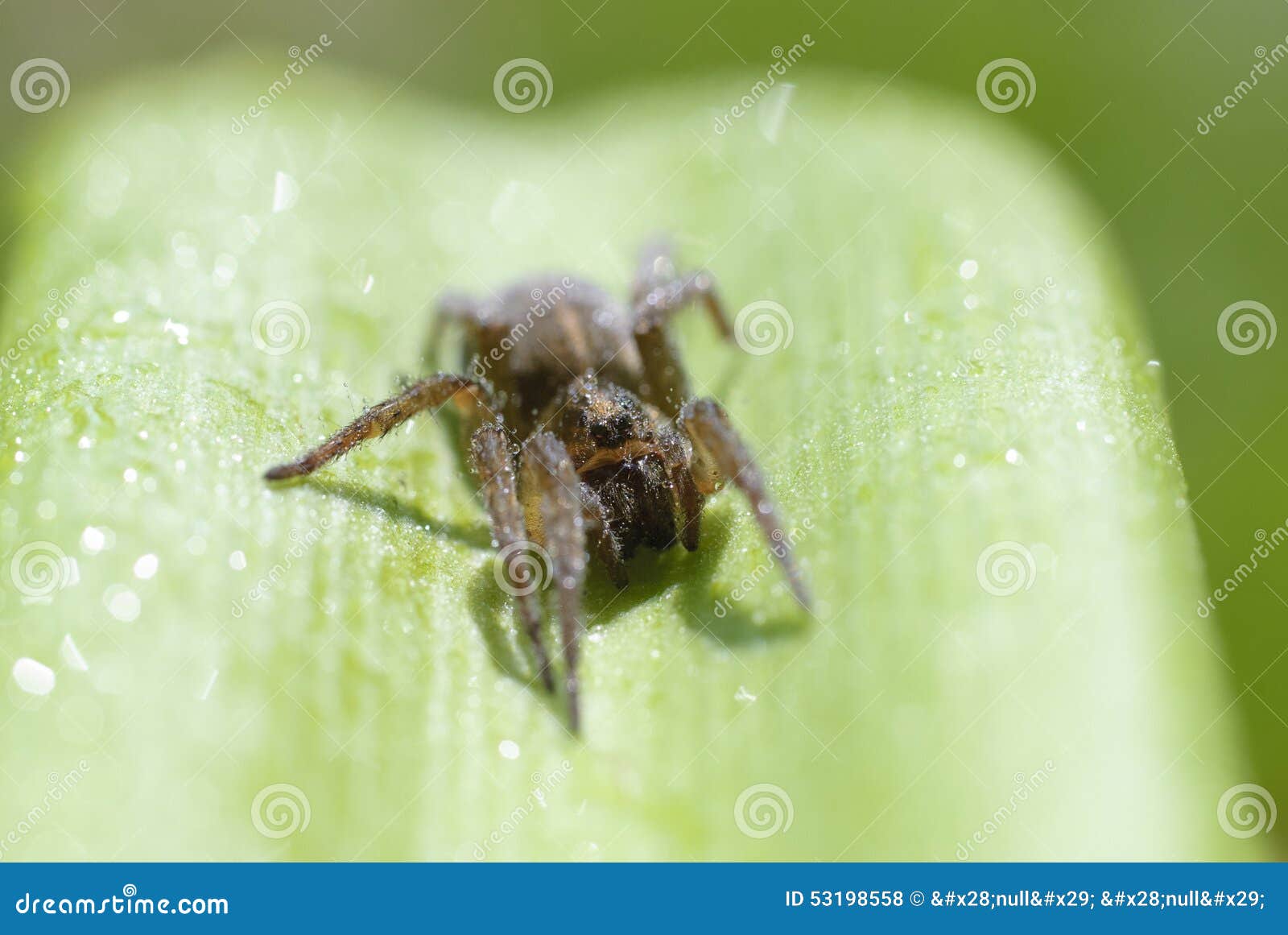 Spider in the morning dew stock photo. Image of light - 53198558