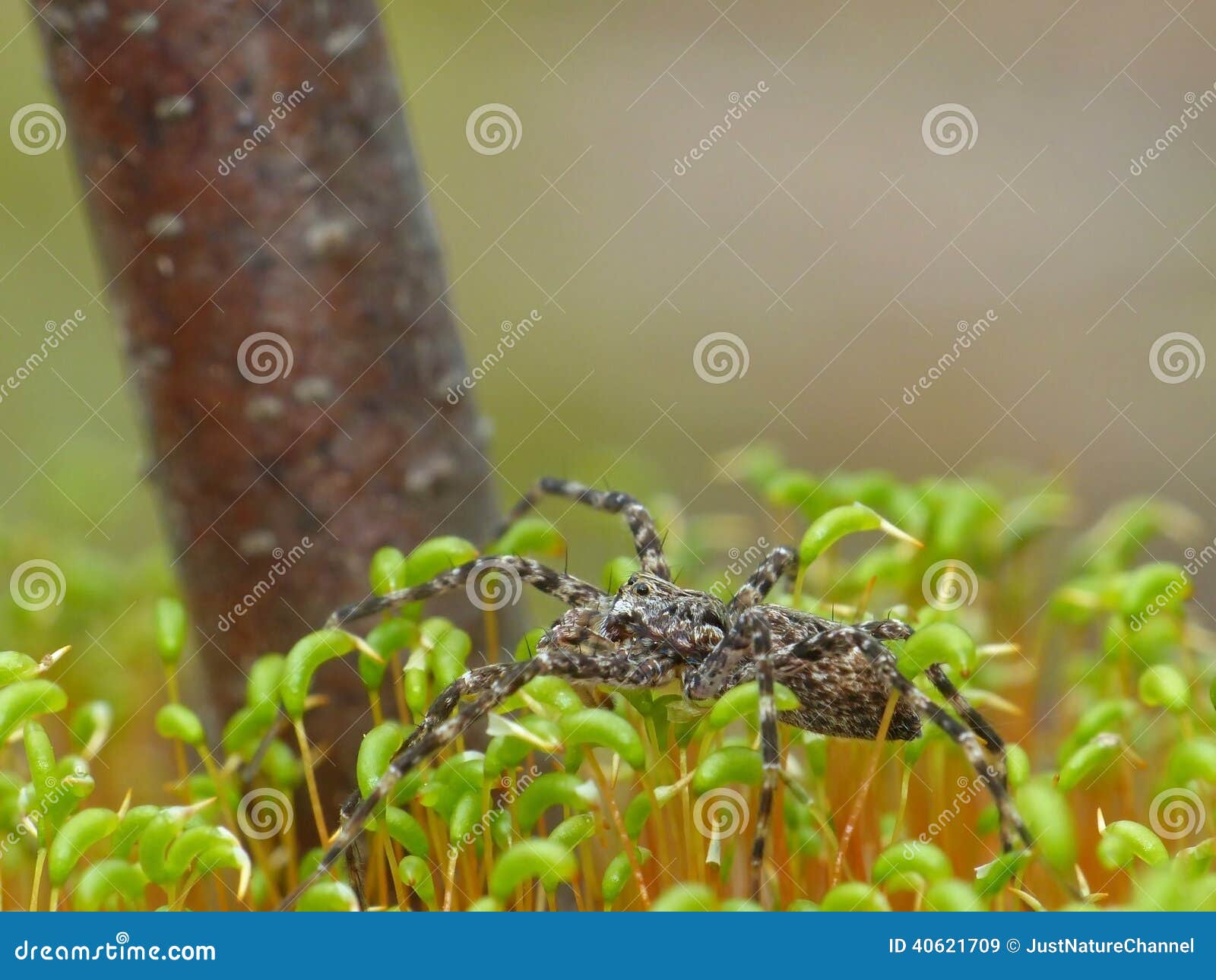 Spider on Moss Fronds stock image. Image of garden, insects - 40621709
