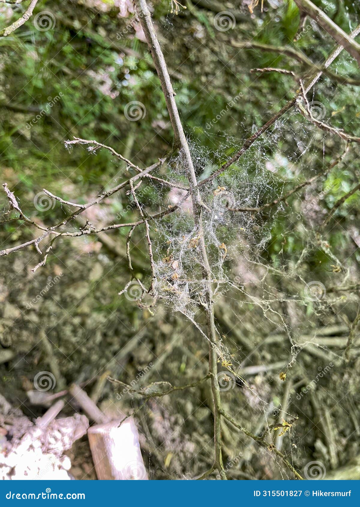 Spider Moth on a Bare Bush in the Forest Stock Image - Image of bird ...